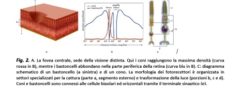 retina in "Dizionario di Medicina"