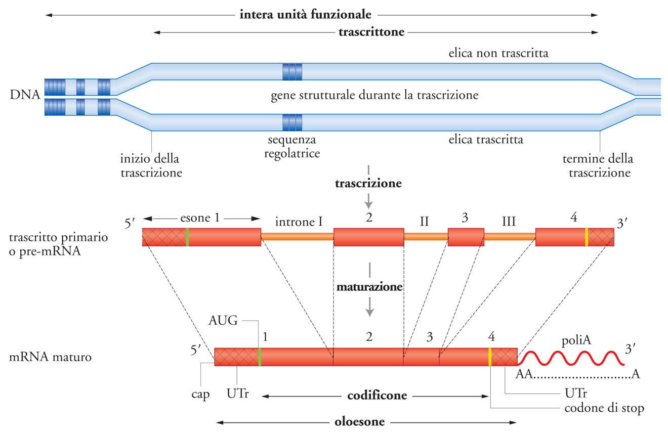 Gene in "Enciclopedia della Scienza e della Tecnica"