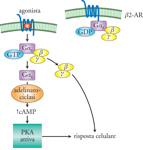 Secondi messaggeri in "Enciclopedia della Scienza e della Tecnica"