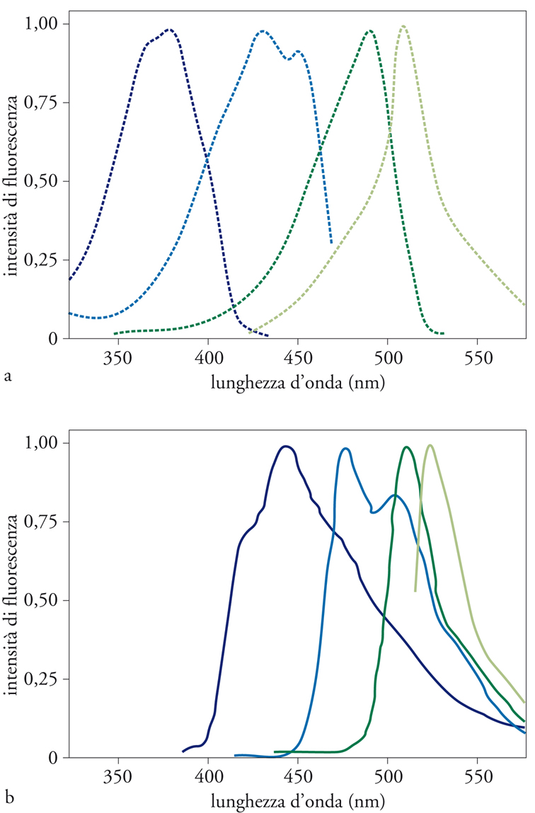 Fluorescenza in "Enciclopedia della Scienza e della Tecnica"
