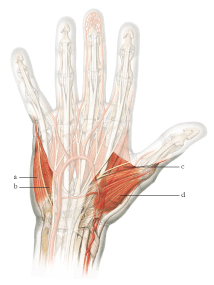 abduttore in "Dizionario di Medicina"