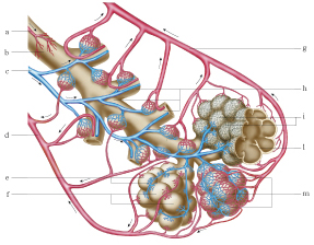 alveolo in "Dizionario di Medicina"