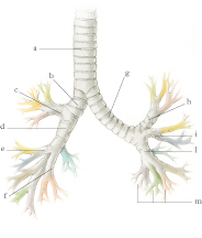 bronco in "Dizionario di Medicina"