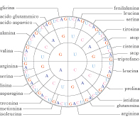 codice genetico in "Dizionario di Medicina"