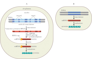 codice genetico in "Dizionario di Medicina"