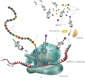 codice genetico in "Dizionario di Medicina"