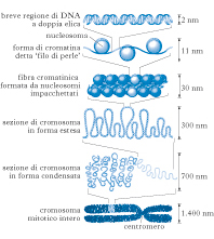 cromatina in "Dizionario di Medicina"