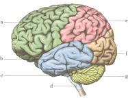 encefalo in "Dizionario di Medicina"