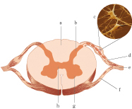 ganglio in "Dizionario di Medicina"