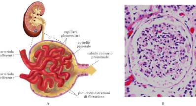 glomerulo in "Dizionario di Medicina"