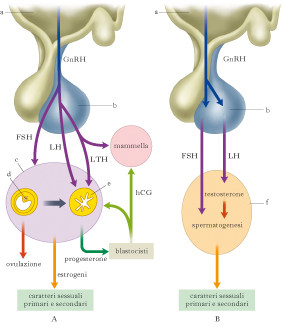 gonadotropina in "Dizionario di Medicina"