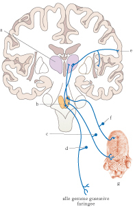 gusto in "Dizionario di Medicina"