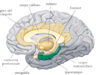 ippocampo in "Dizionario di Medicina"