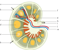 linfonodo in "Dizionario di Medicina"
