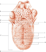 lingua in "Dizionario di Medicina"