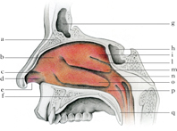 naso in "Dizionario di Medicina"