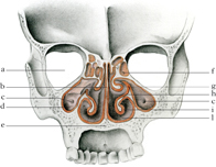 naso in "Dizionario di Medicina"