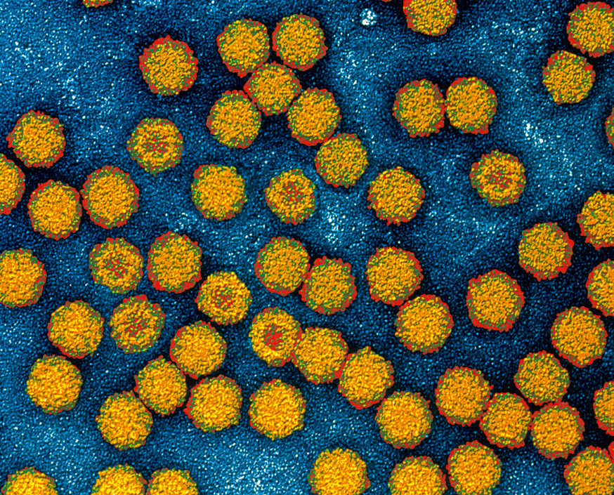 Parvoviridae in "Dizionario di Medicina"