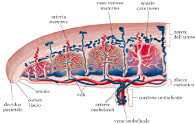 placenta in "Dizionario di Medicina"