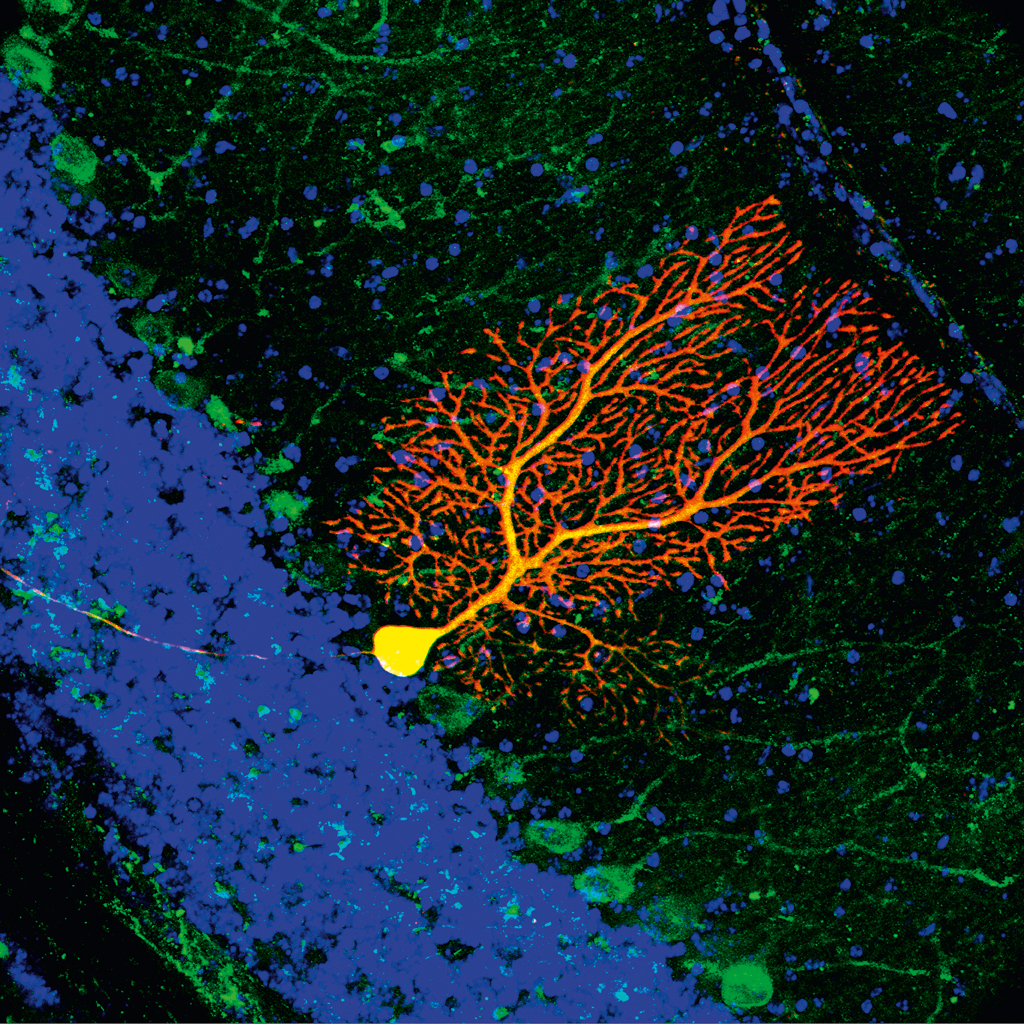 Purkyne (ted. Purkinje), Jan Evangelista in "Dizionario di Medicina"