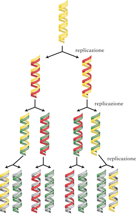 replicazione in "Dizionario di Medicina"