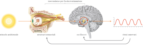 circadiano, ritmo in "Dizionario di Medicina"