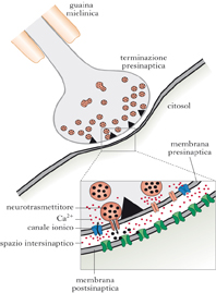 sinapsi in "Dizionario di Medicina"