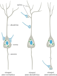 sinapsi in "Dizionario di Medicina"