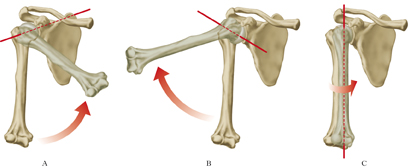 spalla in "Dizionario di Medicina"
