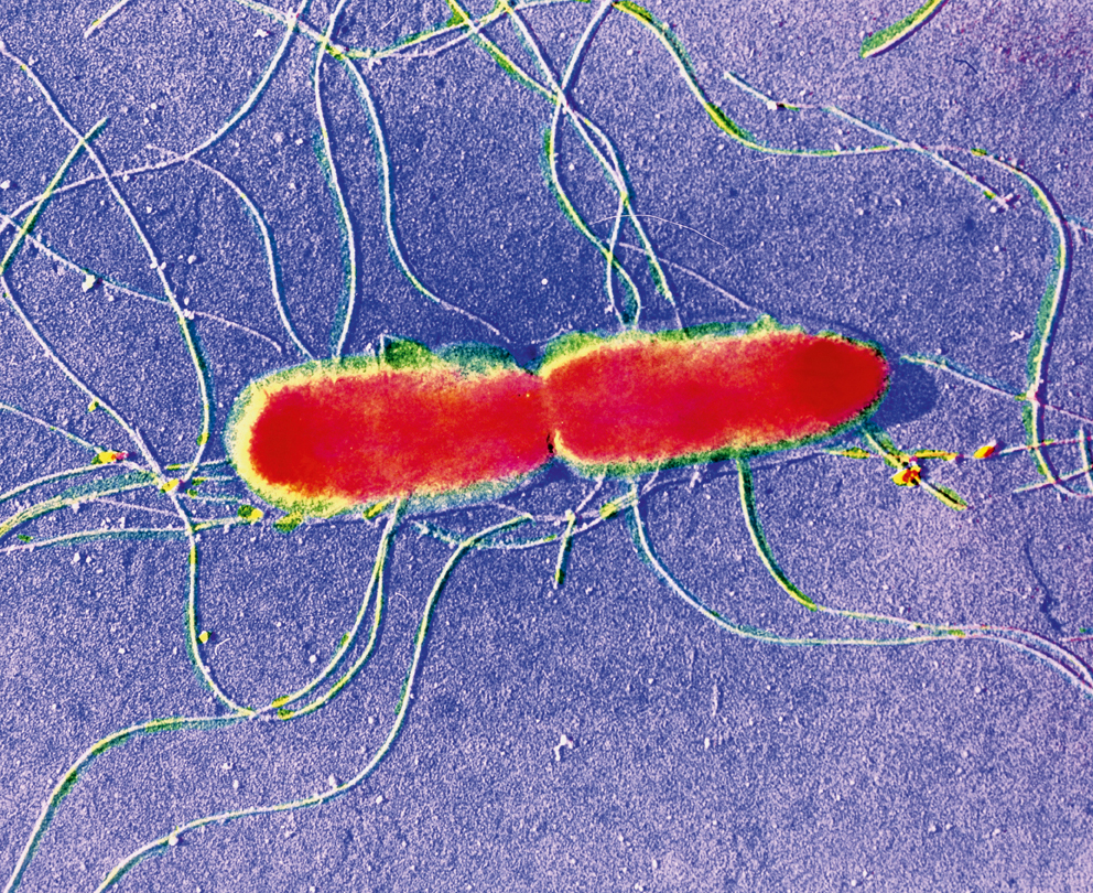 tifo in "Dizionario di Medicina"