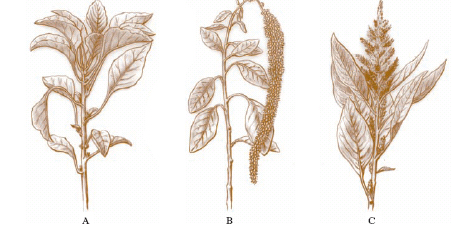 Amarantacee nell'Enciclopedia Treccani