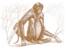 Atele nell'Enciclopedia Treccani