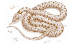 biscia nell'Enciclopedia Treccani