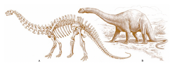 brontosauro nell'Enciclopedia Treccani