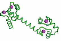 calmodulina nell'Enciclopedia Treccani