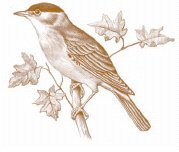 capinera nell'Enciclopedia Treccani