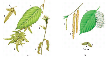 carpine nell'Enciclopedia Treccani