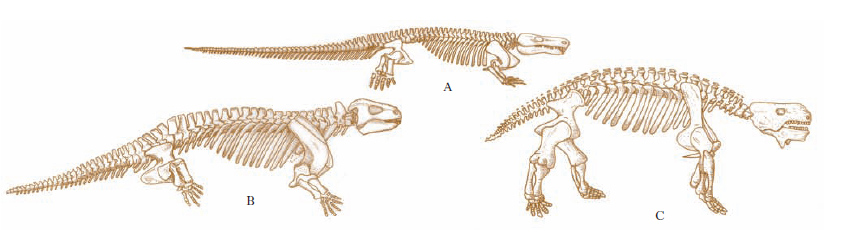 Cotilosauri nell'Enciclopedia Treccani