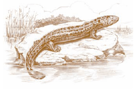 Criptobranchidi nell'Enciclopedia Treccani
