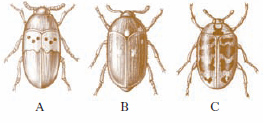 Dermestidi nell'Enciclopedia Treccani