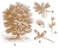 farnia nell'Enciclopedia Treccani