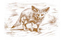 fennec nell'Enciclopedia Treccani