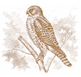 gheppio nell'Enciclopedia Treccani