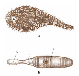 Gregarine nell'Enciclopedia Treccani