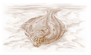 limanda nell'Enciclopedia Treccani