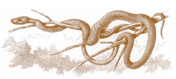 mamba nell'Enciclopedia Treccani