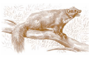 martora nell'Enciclopedia Treccani