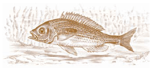 Menidi nell'Enciclopedia Treccani