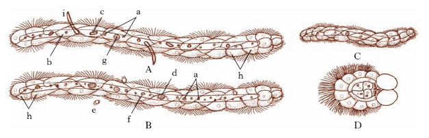 Mesozoi nell'Enciclopedia Treccani