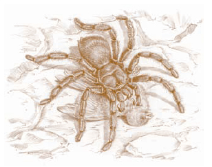 migale nell'Enciclopedia Treccani